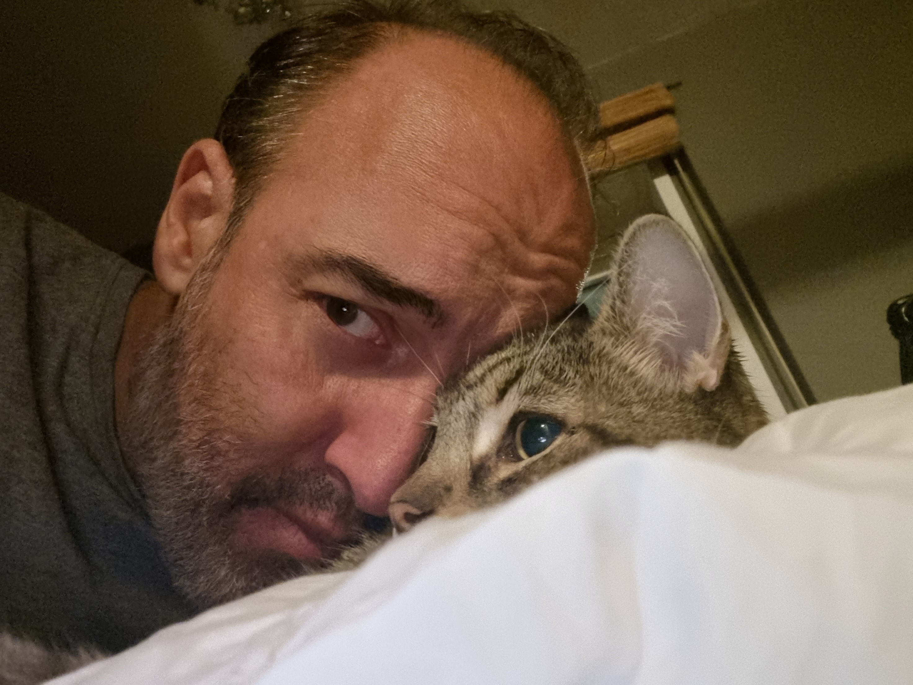 Cats cats cats – AlBarclay